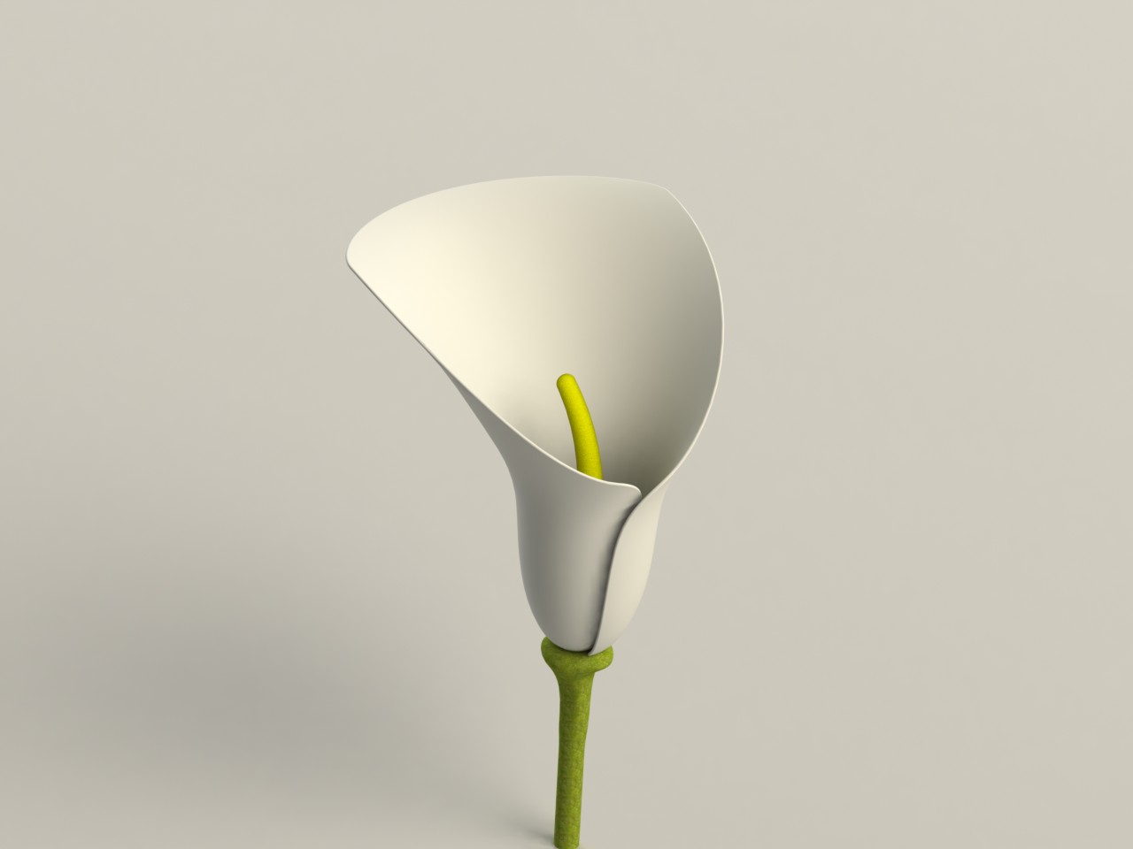 How to model calla flower like this on pictures?? | GrabCAD Tutorials