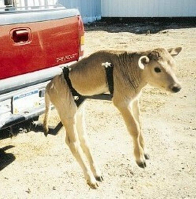 Human hoist | SOLIDWORKS Design & Help | GrabCAD Groups