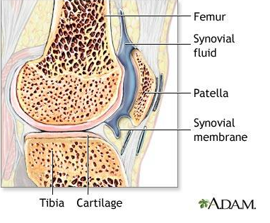 how to draw skin and knee muscle | GrabCAD Questions