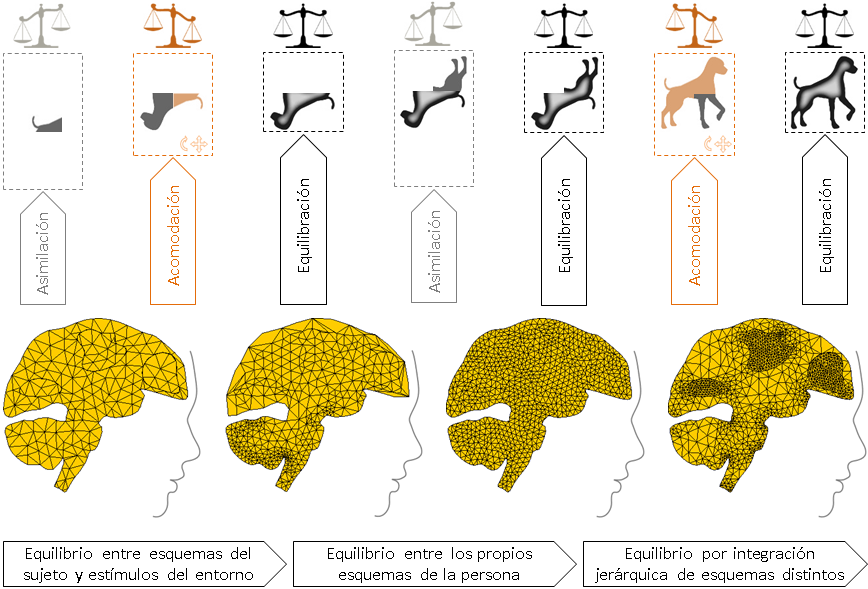 Teoria De Equilibrio Piaget