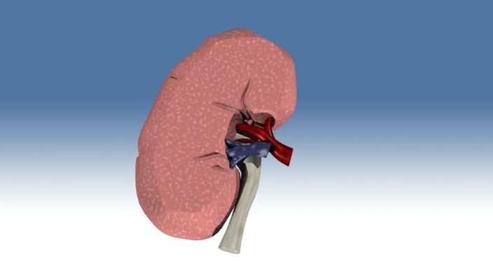 Kidney - IronCAD, STL, STEP / IGES - 3D CAD model - GrabCAD