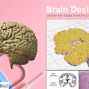 Design a Brain Challenge with the Digital Anatomy Creator | Engineering ...