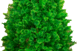 Most downloaded models tagged with tree - GrabCAD